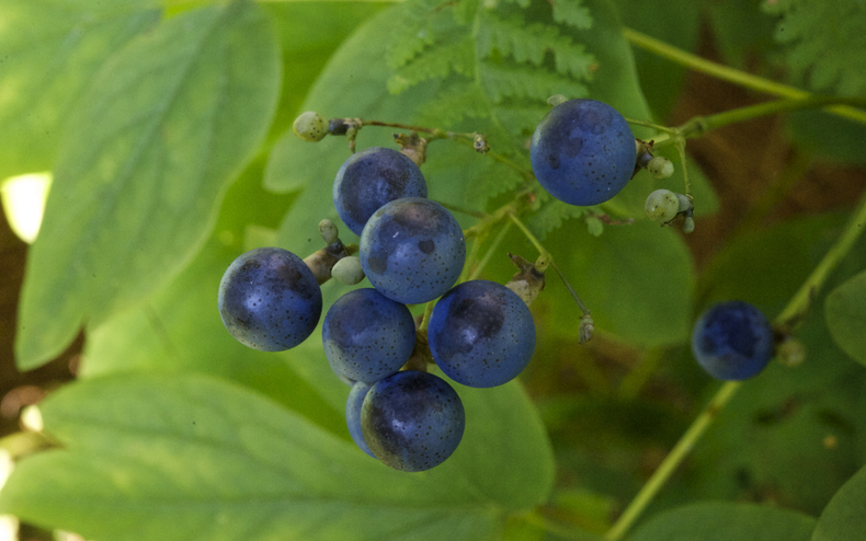 Glutton For Life » Winding Down